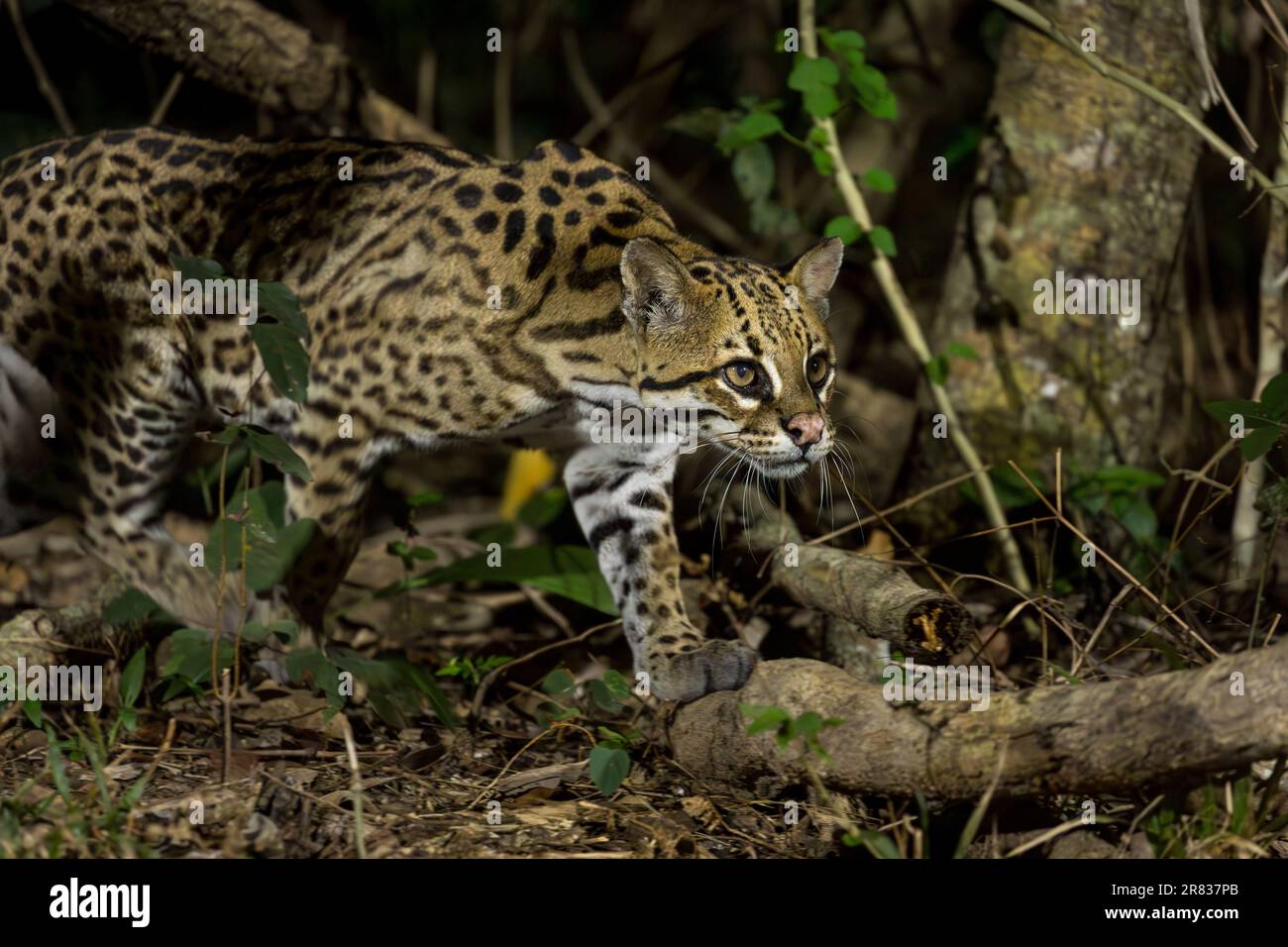 Closeup of a female Ocelot (Leopardus pardalis) in the Pantanal of ...