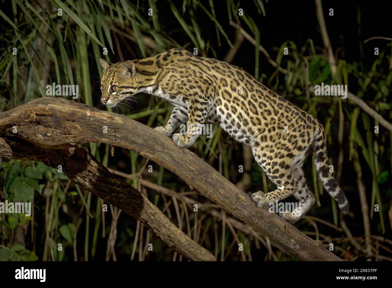 Closeup of a female Ocelot (Leopardus pardalis) in the Pantanal of ...