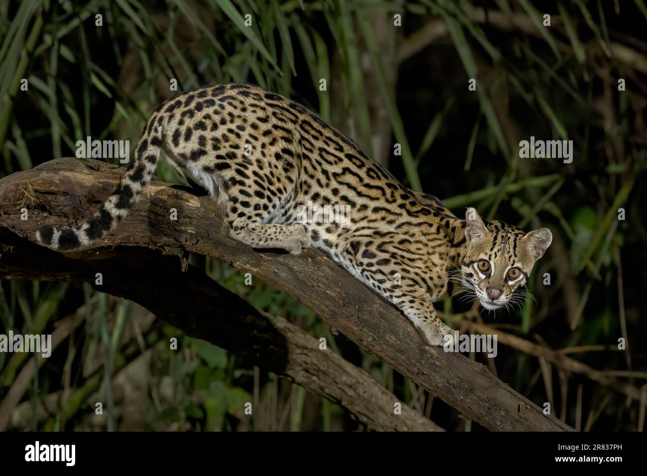 Closeup of a female Ocelot (Leopardus pardalis) in the Pantanal of ...