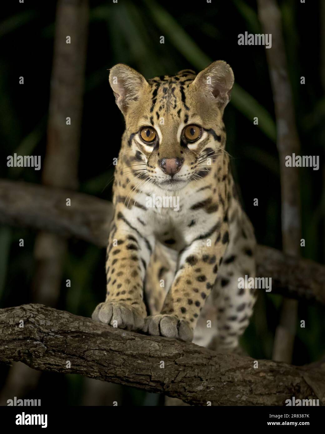 Baby Ocelot In The Wild Minecraft