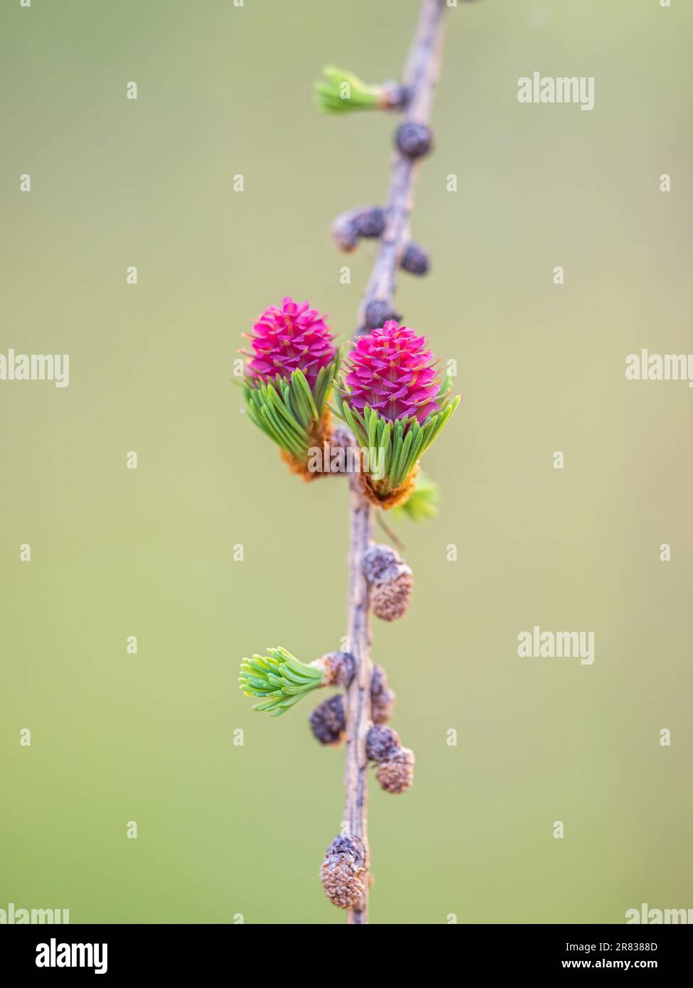 Larch tree fresh pink cones blossom at spring on nature background ...