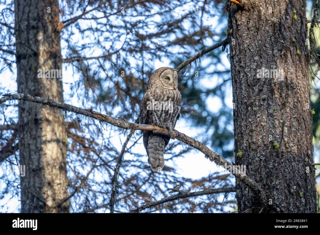 A Great Gray Owl (Strix nebulosa), in its natural forest habitat ...