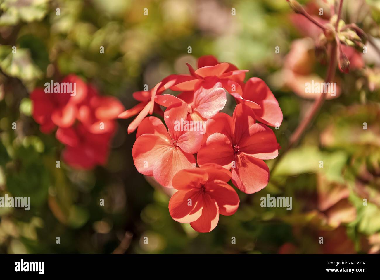Blooming touch-me-not flowers on blurred green nature in spring Stock ...