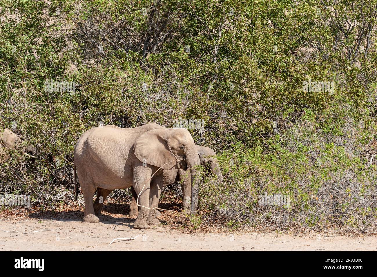 Telephoto shot two african hi-res stock photography and images - Alamy