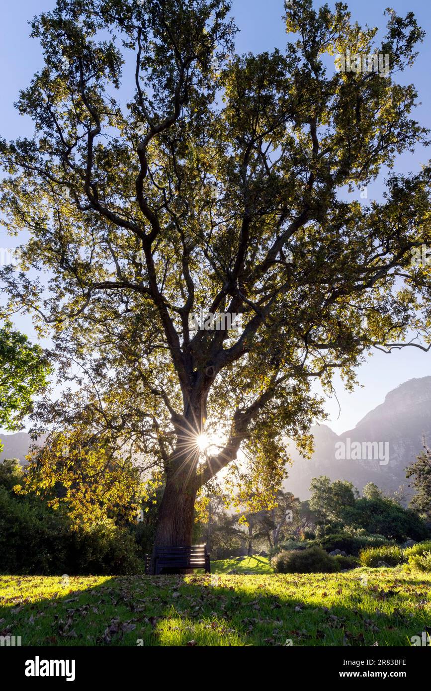 Giant European Oak (Quercus robur) at Kirstenbosch National Botanical ...