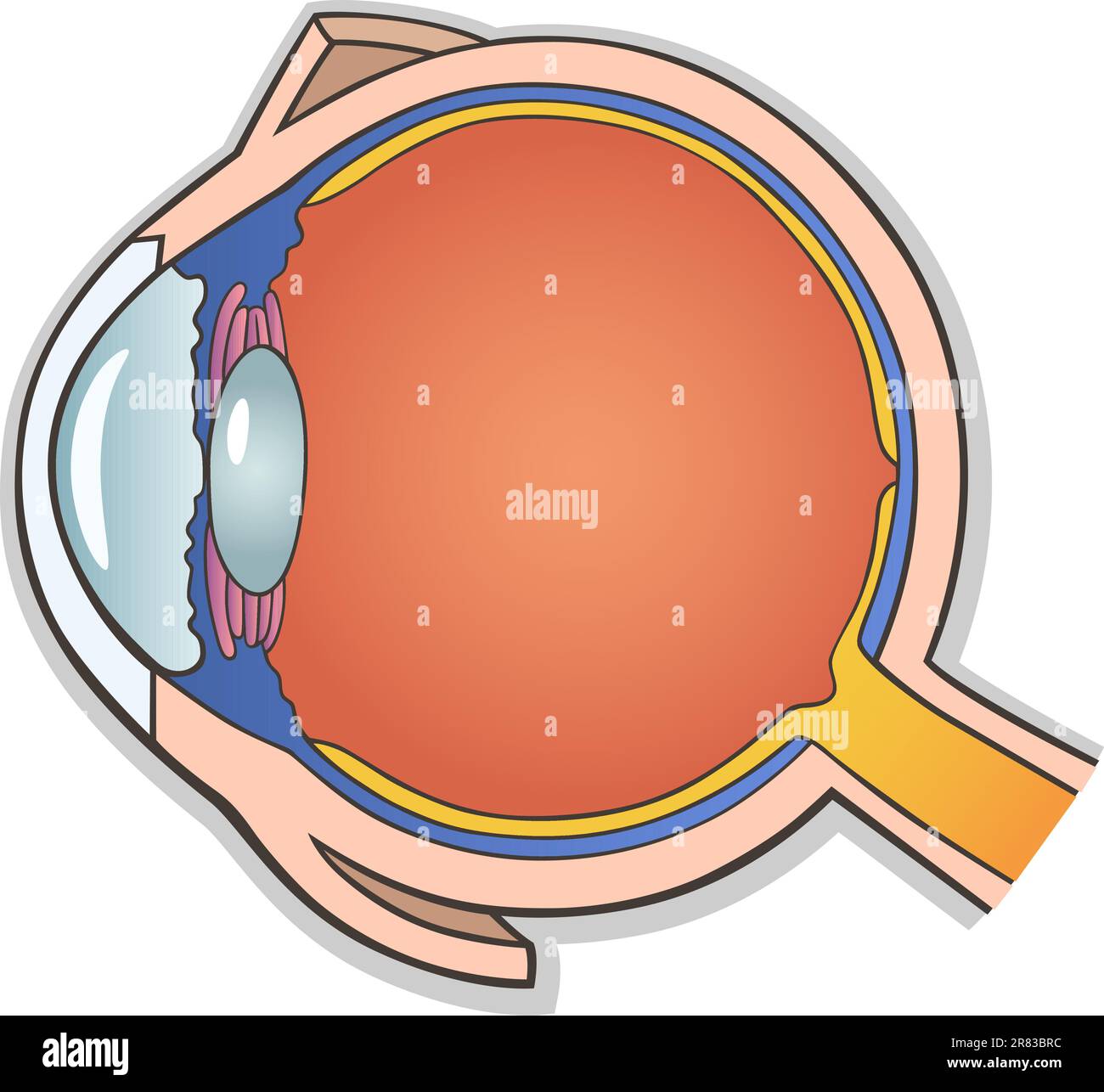 Medical Vector Illustration of Human Eye Ball Cross Section Stock ...