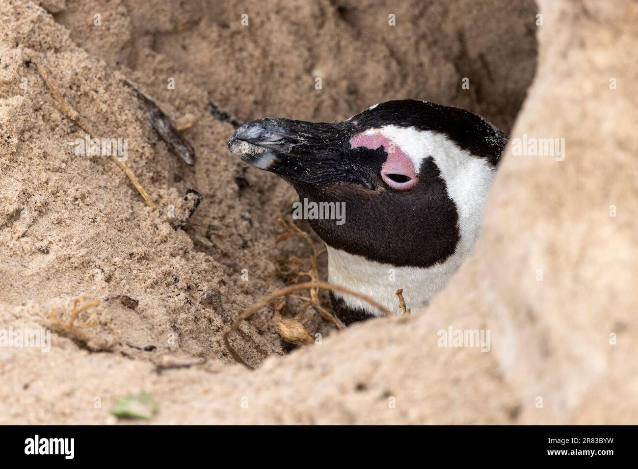 Close up of African penguin (Spheniscus demersus) in nest burrow at ...