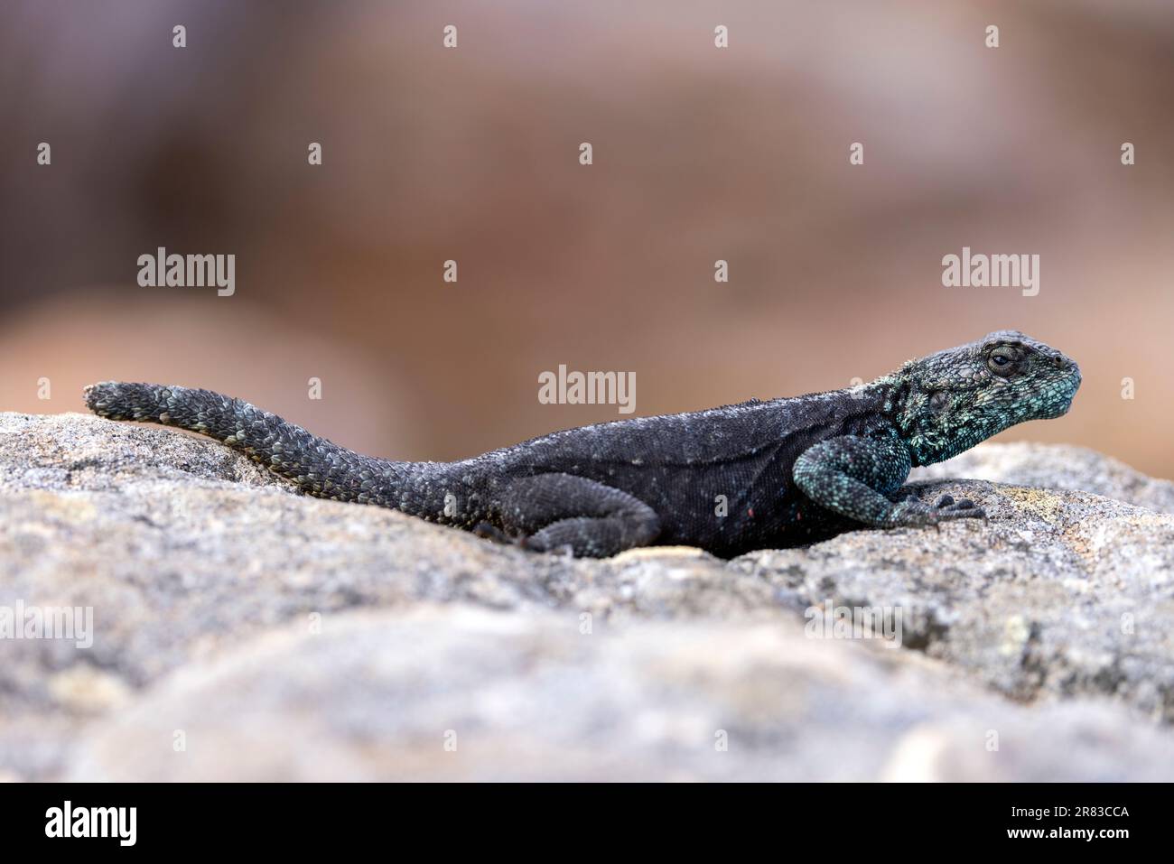 Southern rock agama (Agama atra) at Cape Point in the Cape of Good Hope ...