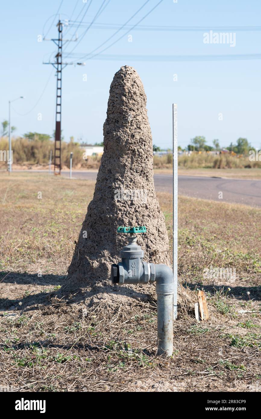 Anthill australia darwin hi-res stock photography and images - Alamy
