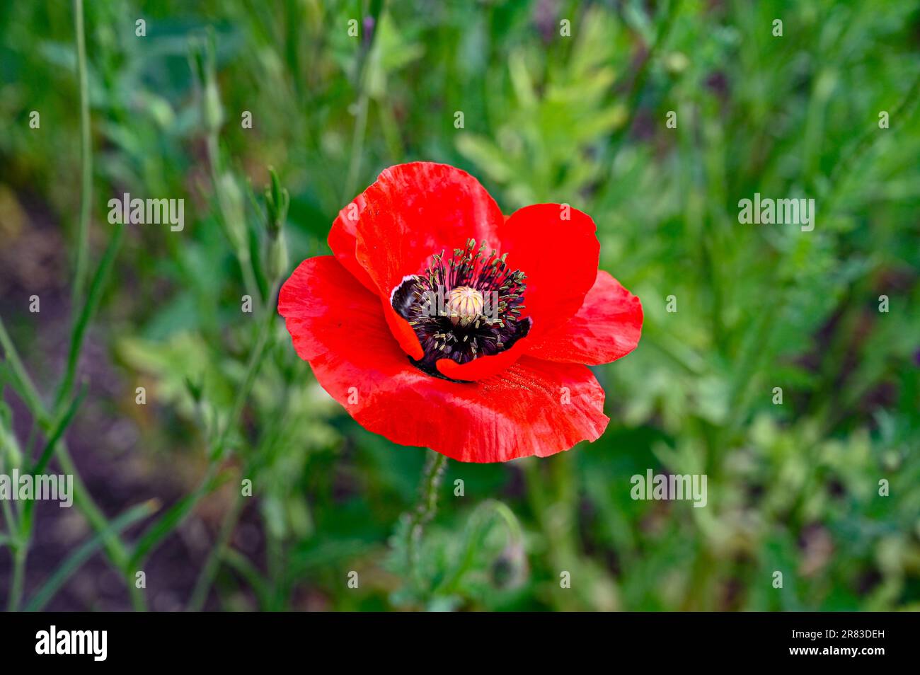 Big red poppy flower in private garden Stock Photo - Alamy