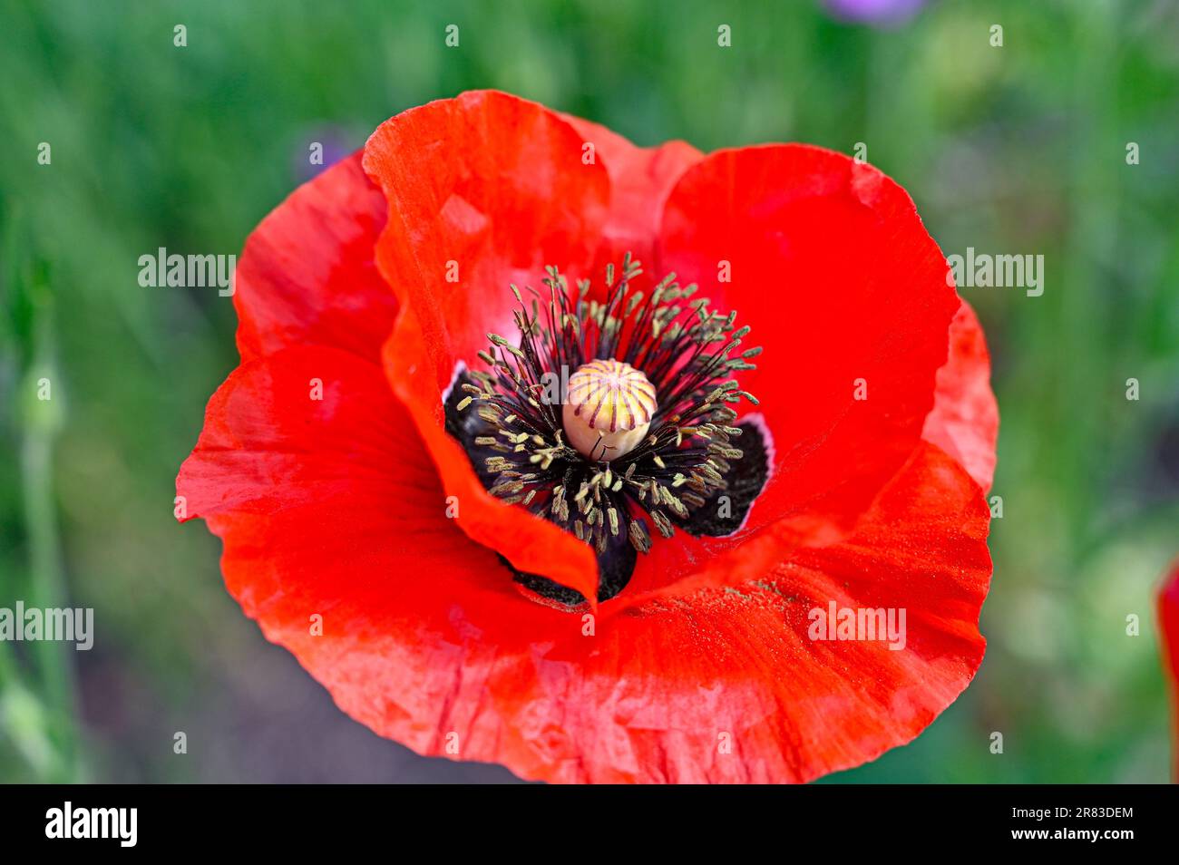 Big red poppy flower in private garden Stock Photo - Alamy