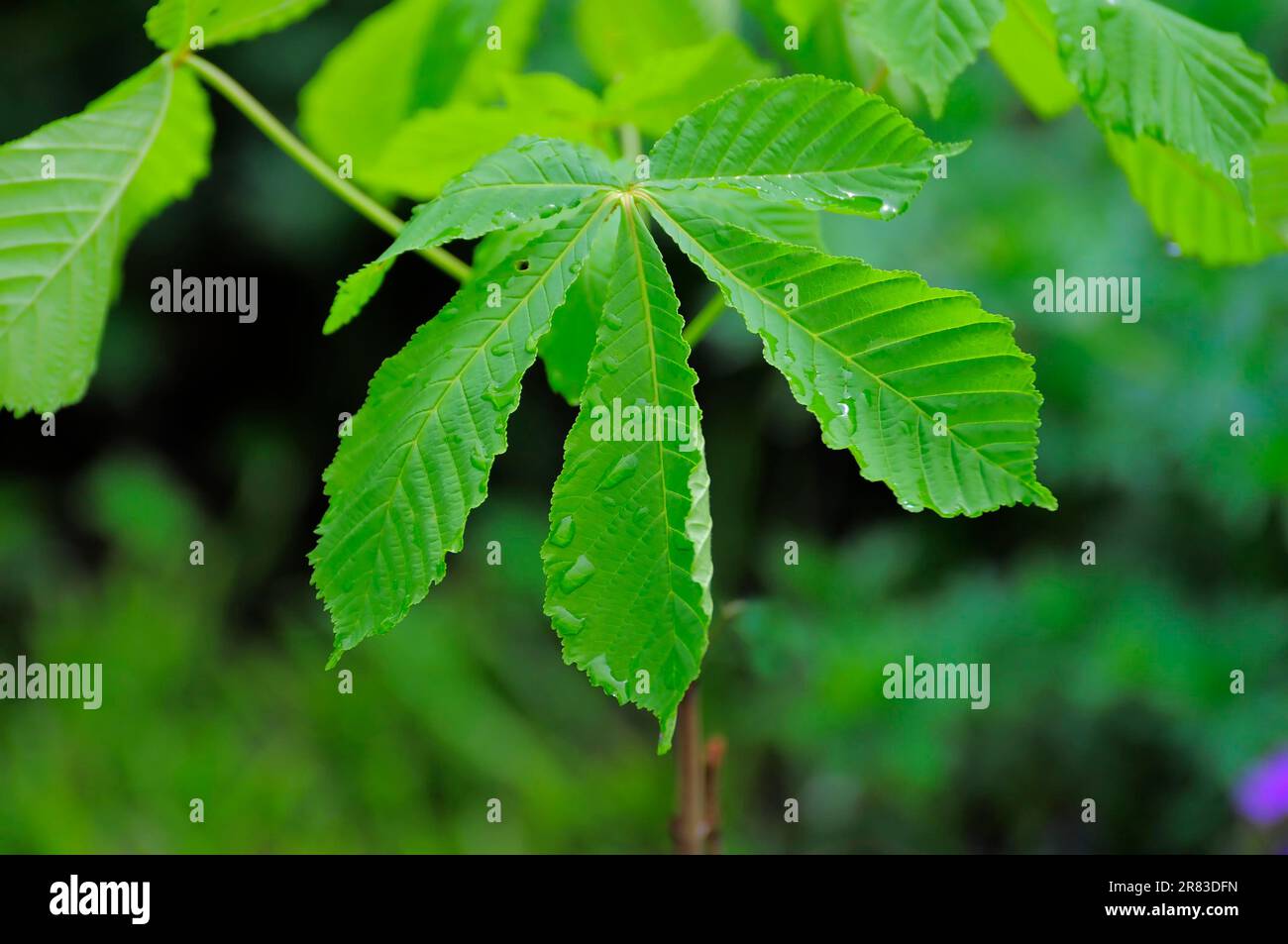 Horse Chestnut Leaf in Spring, horse-chestnut (Aesculus hippocastanum ...