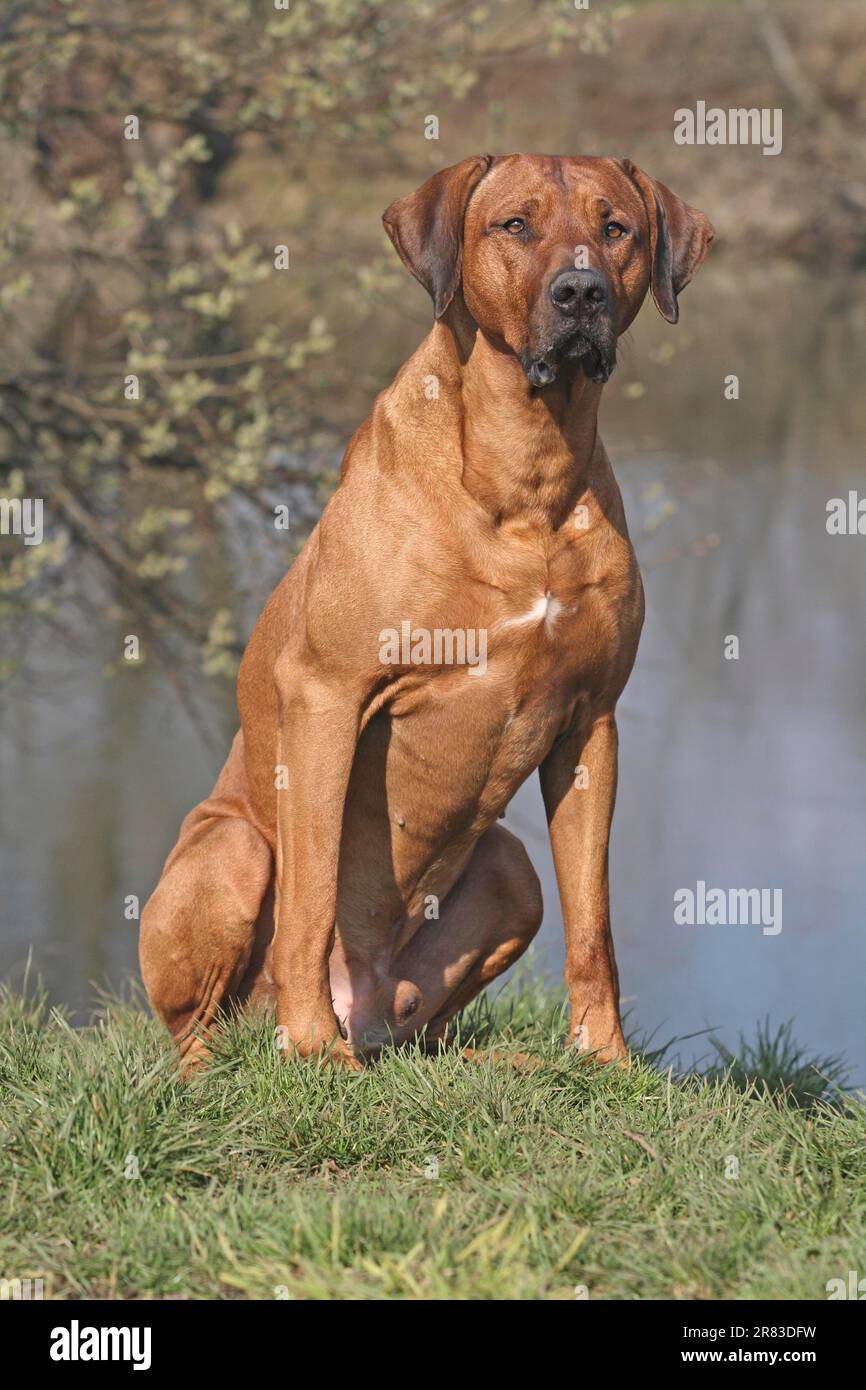 Rhodesian Ridgeback sitting in the meadow by the water Stock Photo - Alamy