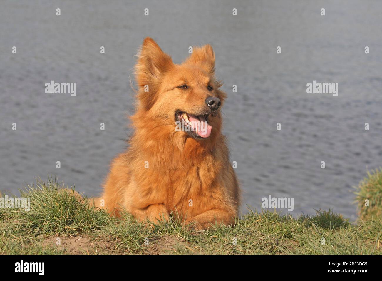 Harzer Fuchs lies in the meadow. In the background is water Stock Photo ...