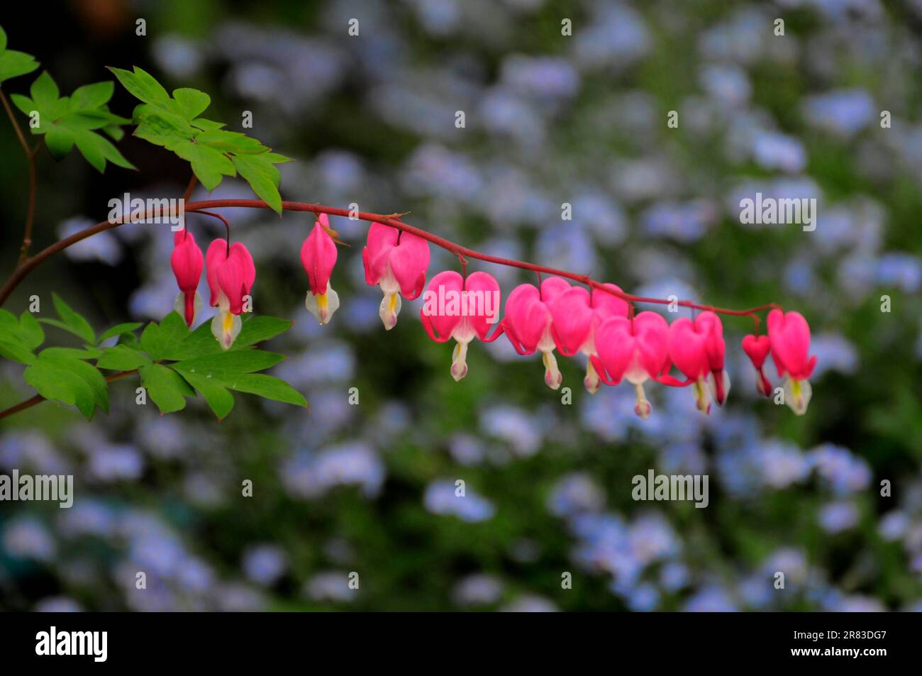 Weeping Heart, lamprocapnos (Lamprocapnos spectabilis Stock Photo - Alamy