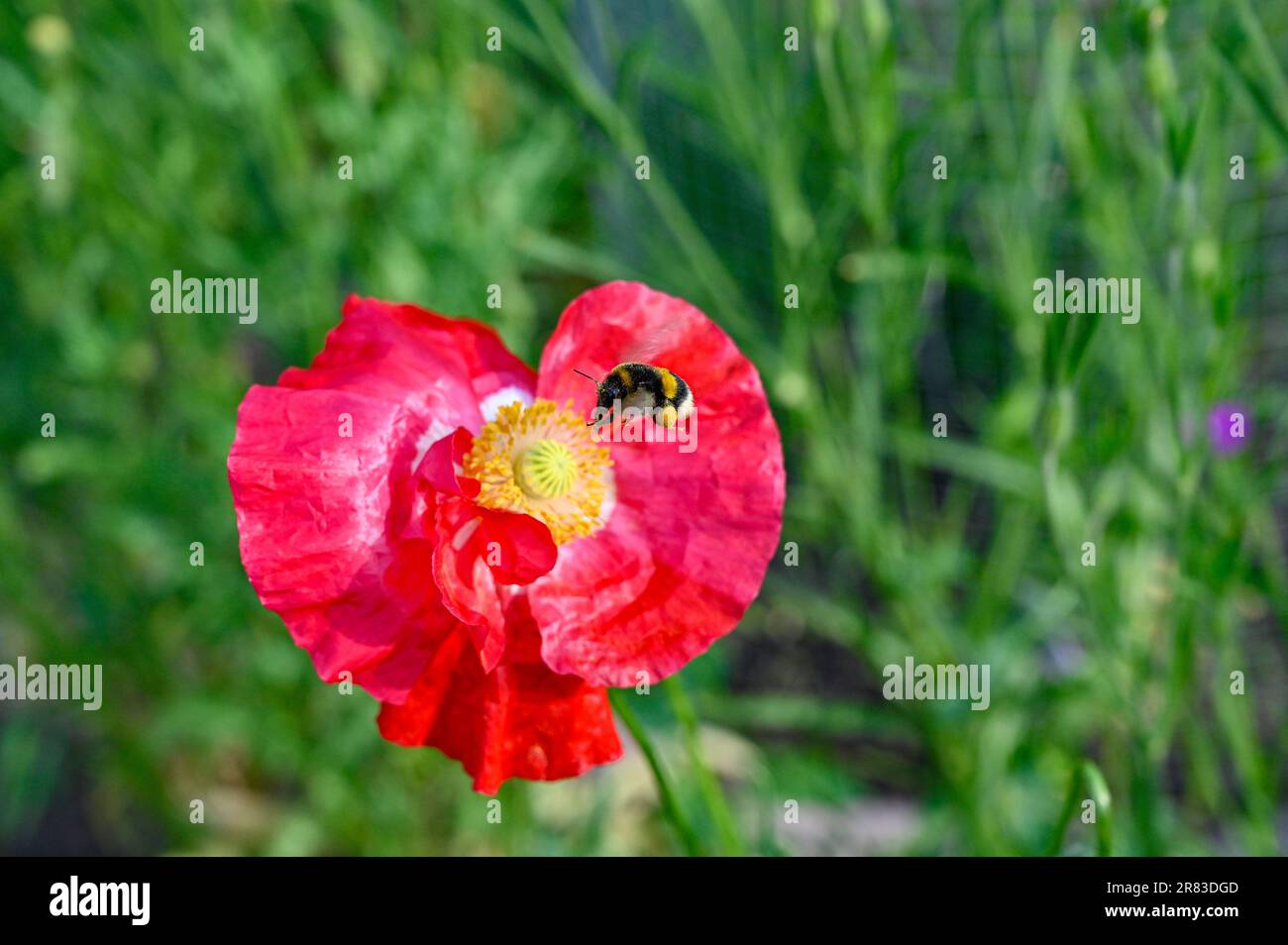 Bumblebee collecting pollen in big red poppy flower Stock Photo - Alamy
