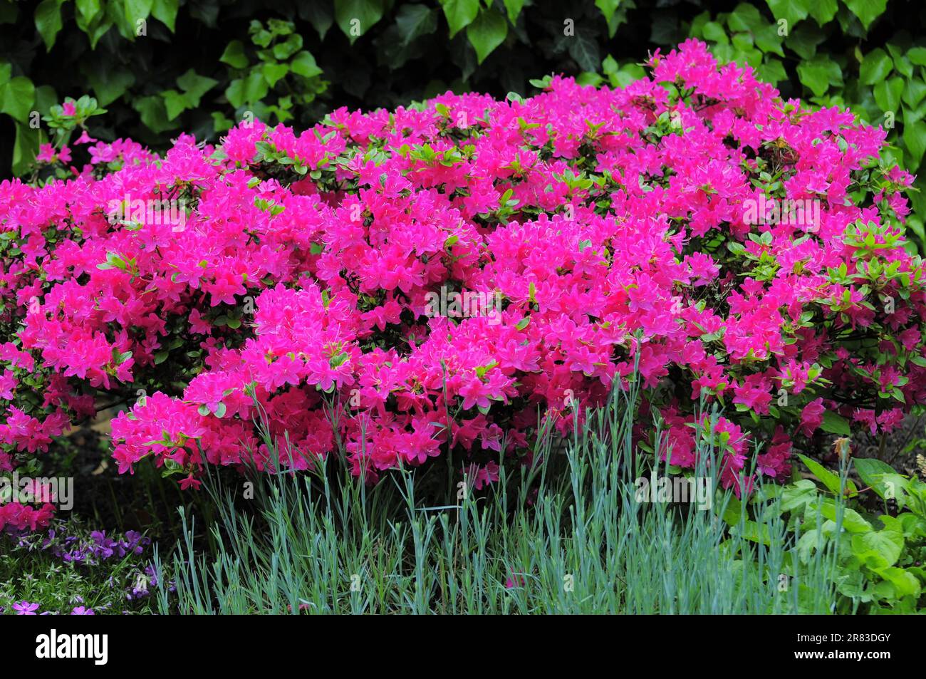 Azaleas in the garden Stock Photo - Alamy