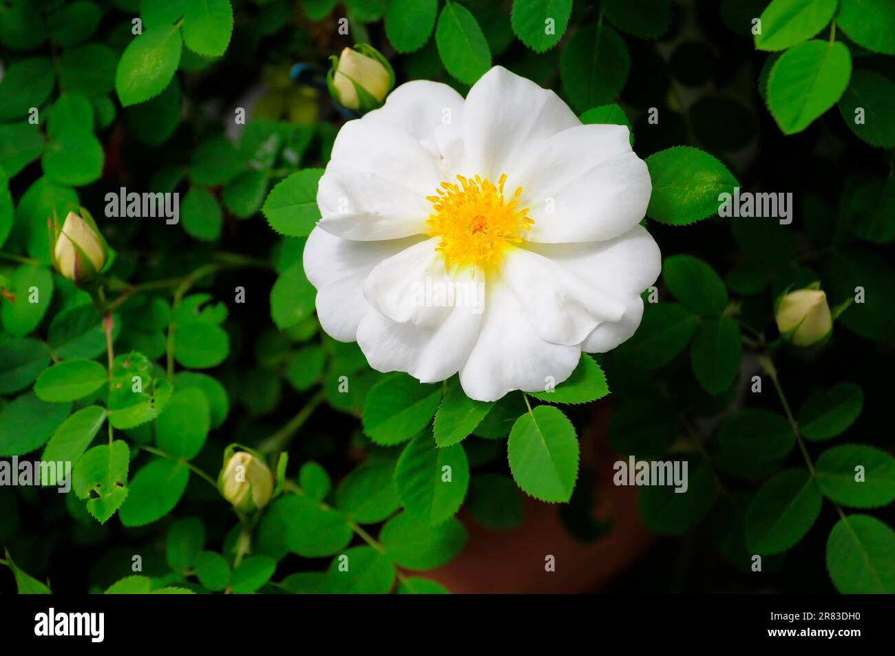 Climbing rose in white, dog rose (Rosa canina Stock Photo - Alamy