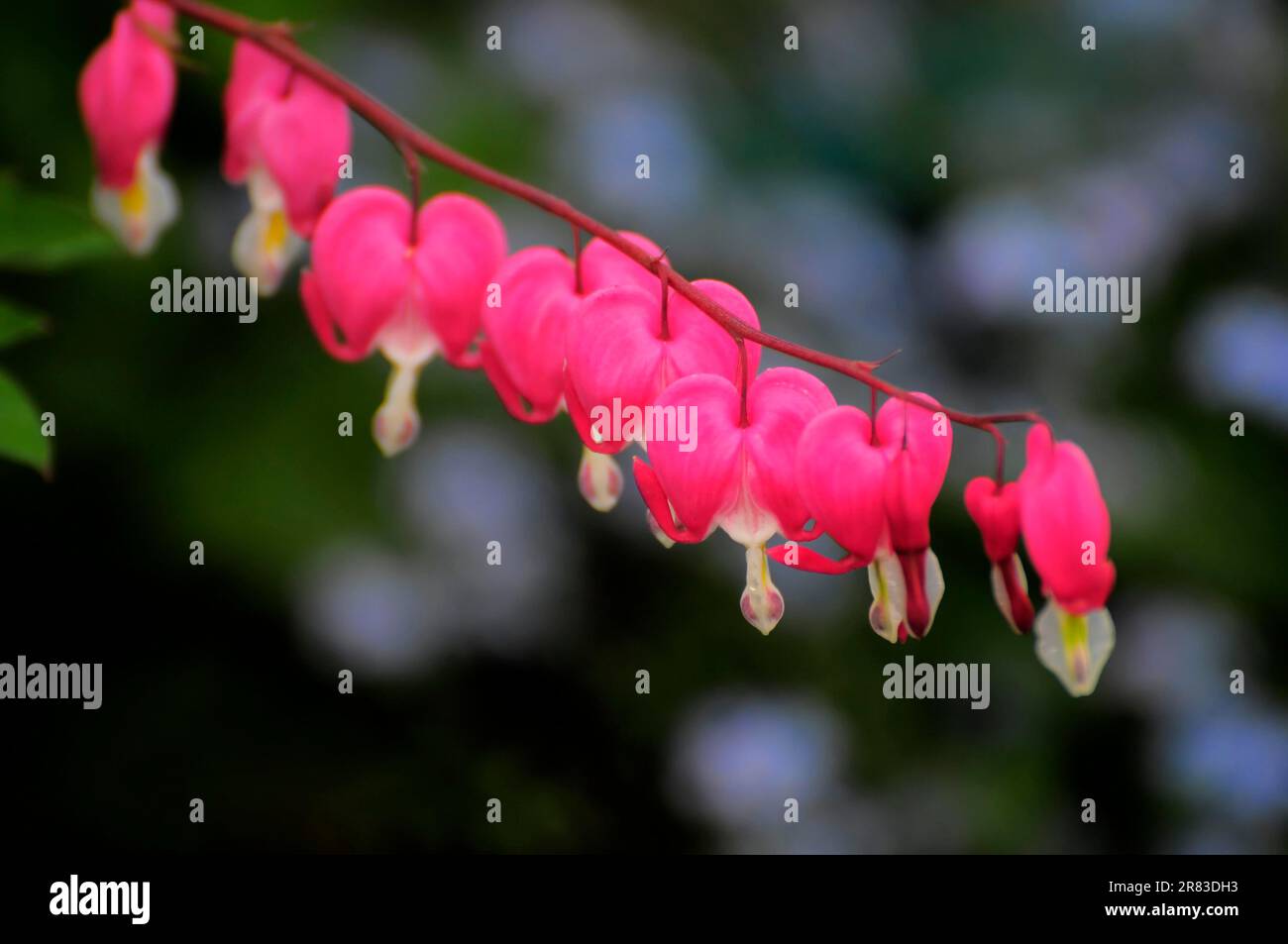 Weeping Heart, lamprocapnos (Lamprocapnos spectabilis Stock Photo - Alamy