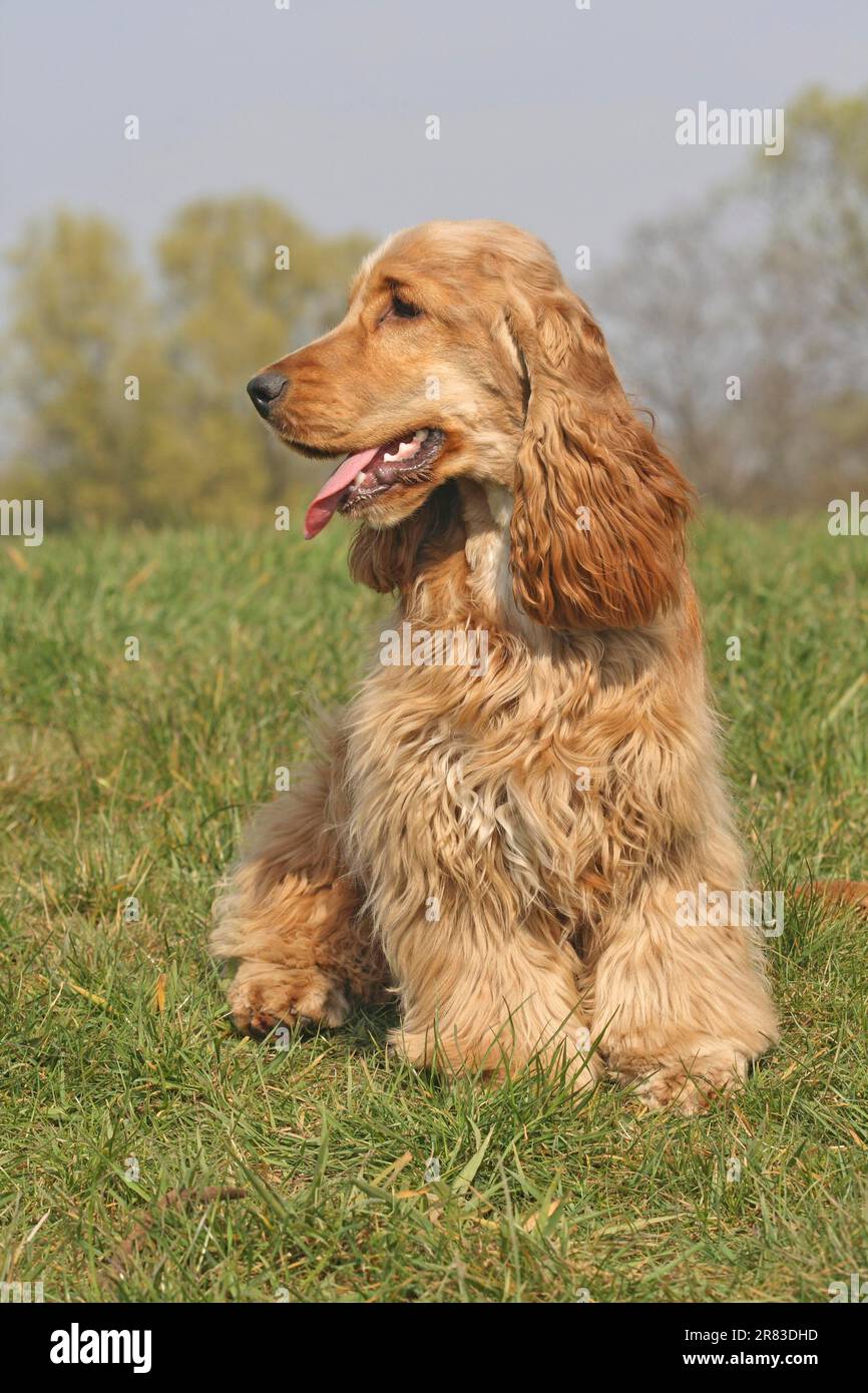 Pedigree cocker spaniel hi-res stock photography and images - Alamy