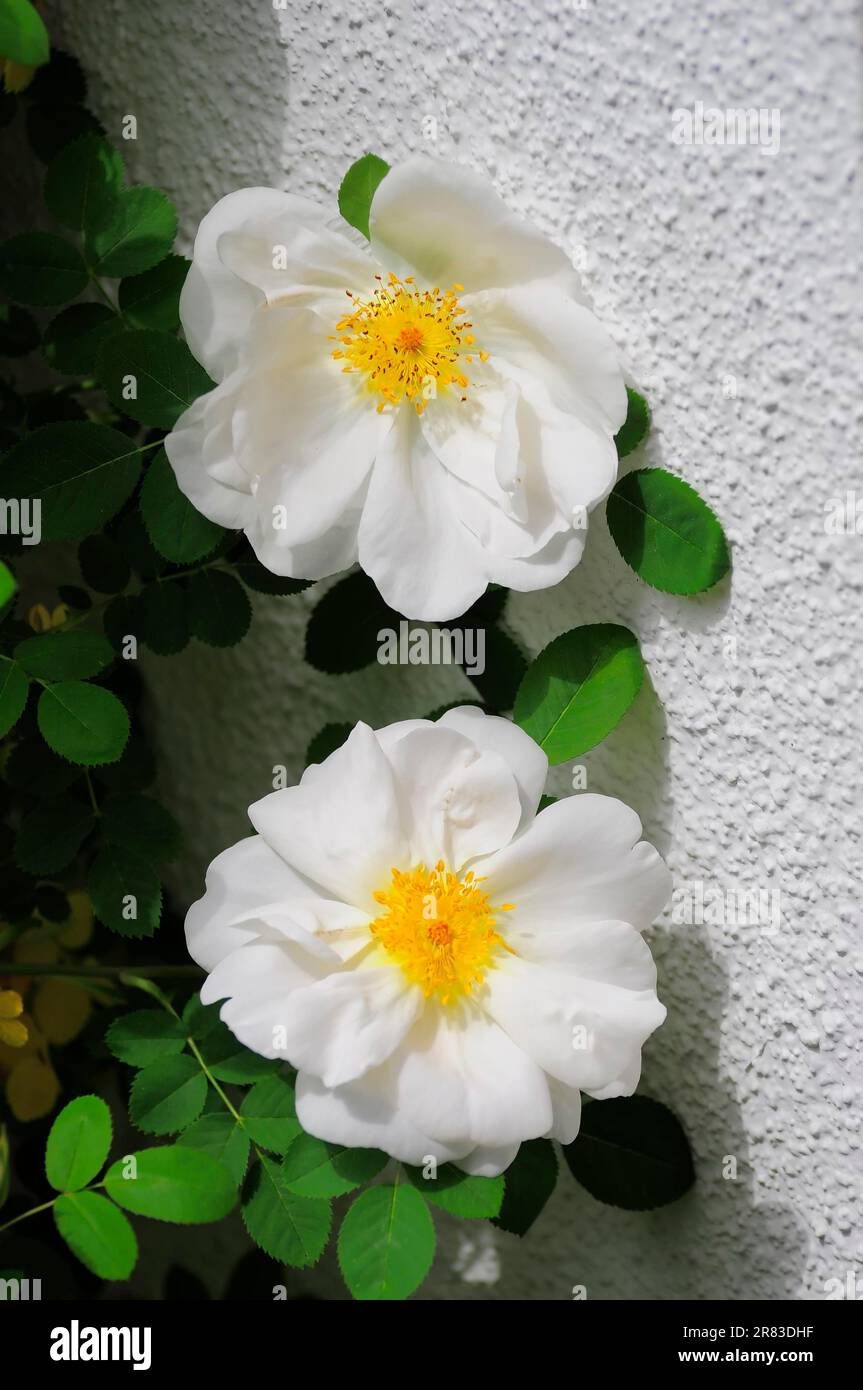 Climbing rose in white, dog rose (Rosa canina Stock Photo - Alamy