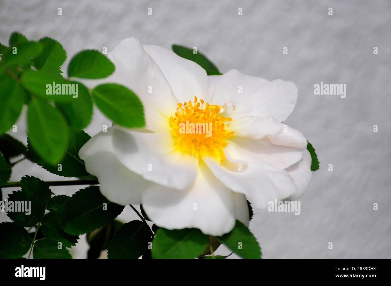 Climbing rose in white, dog rose (Rosa canina Stock Photo - Alamy
