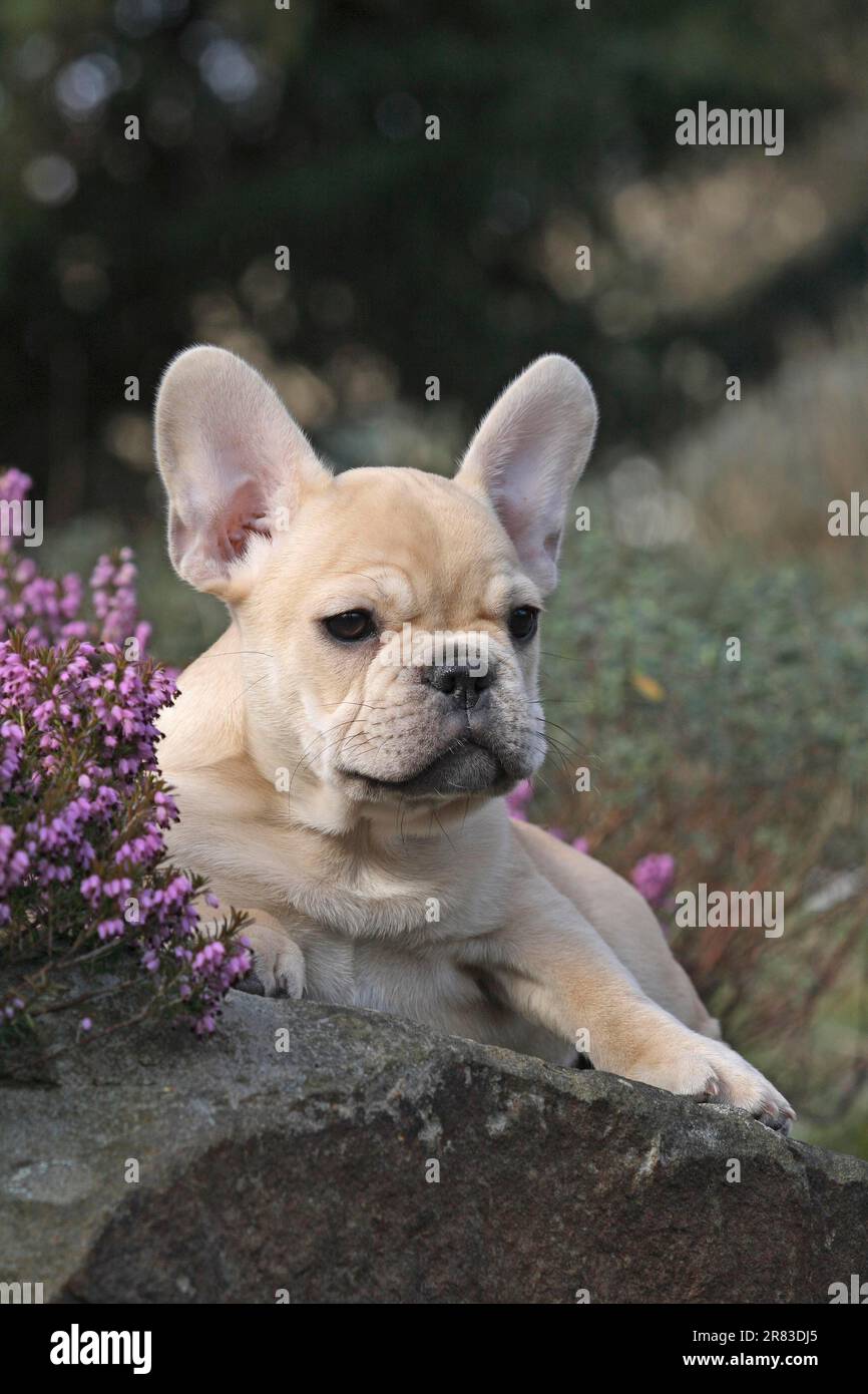 French bulldog, 10 weeks old, colour faun, lying on rocks next to erica ...
