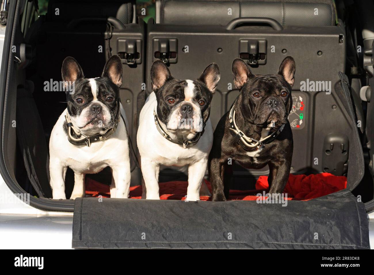 3 French Bulldogs, males, side by side on the loading area in the car ...