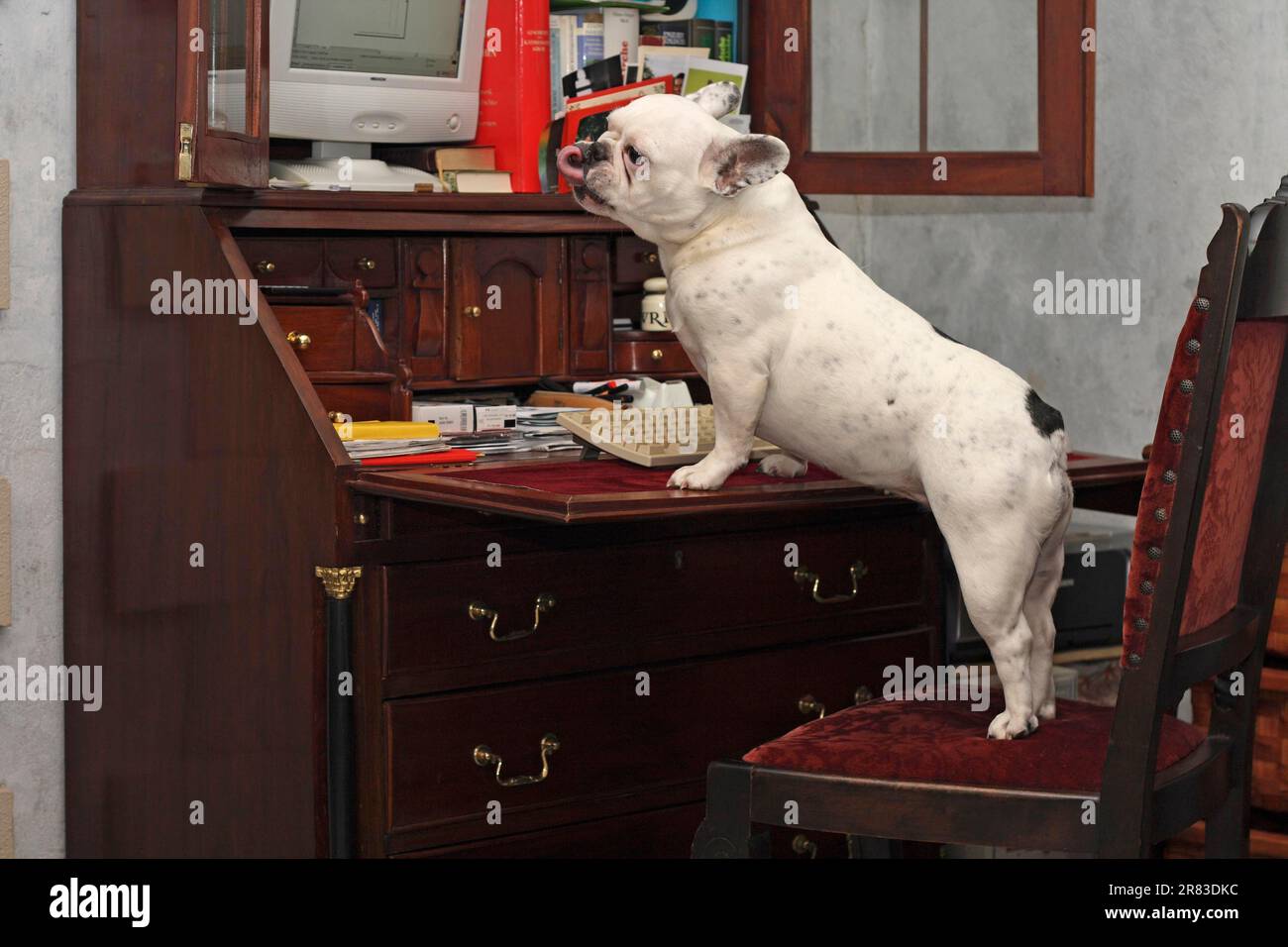 French bulldog sitting on a chair at a desk in front of the computer ...