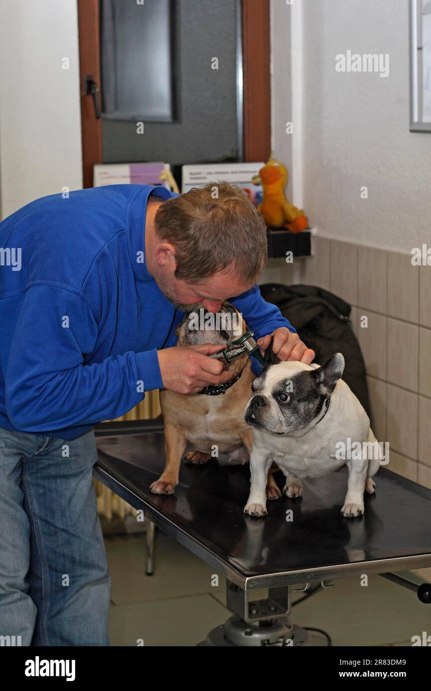 French Bulldog at the Vet Stock Photo - Alamy