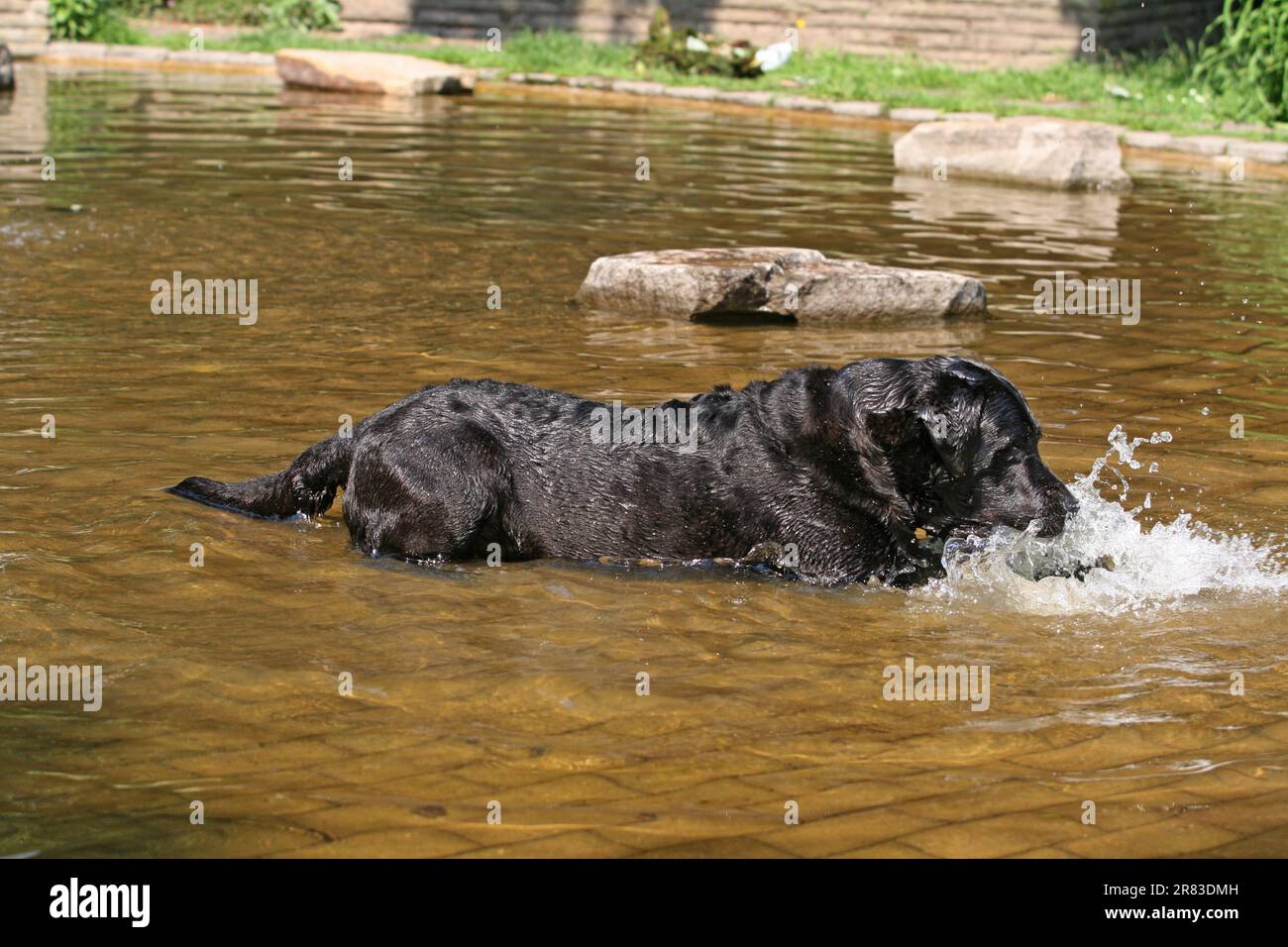 Labrador Retriever in the water Stock Photo - Alamy