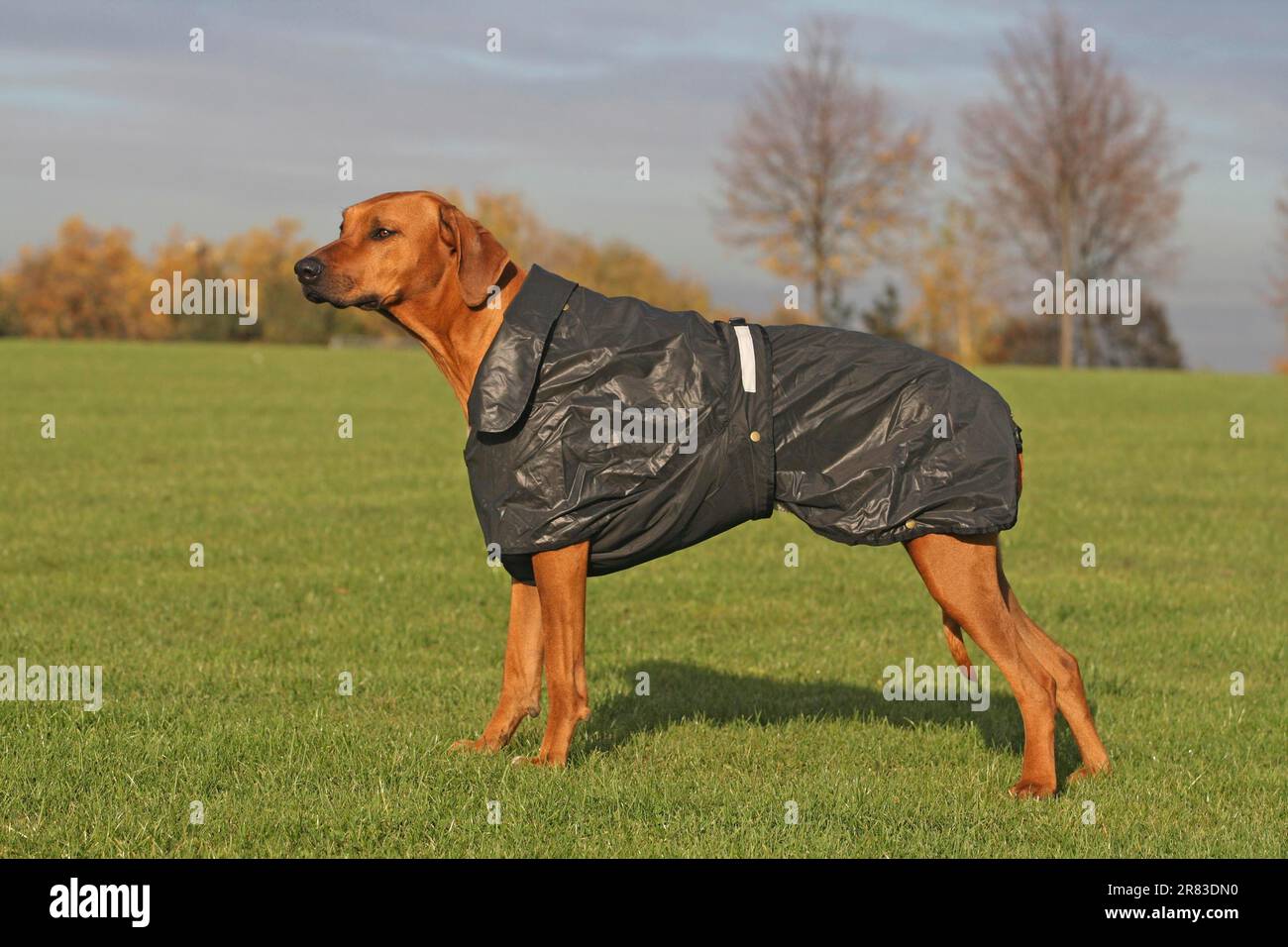 Rhodesian gray wolf (Canis lupus) f. familiaris, female, with dog coat ...