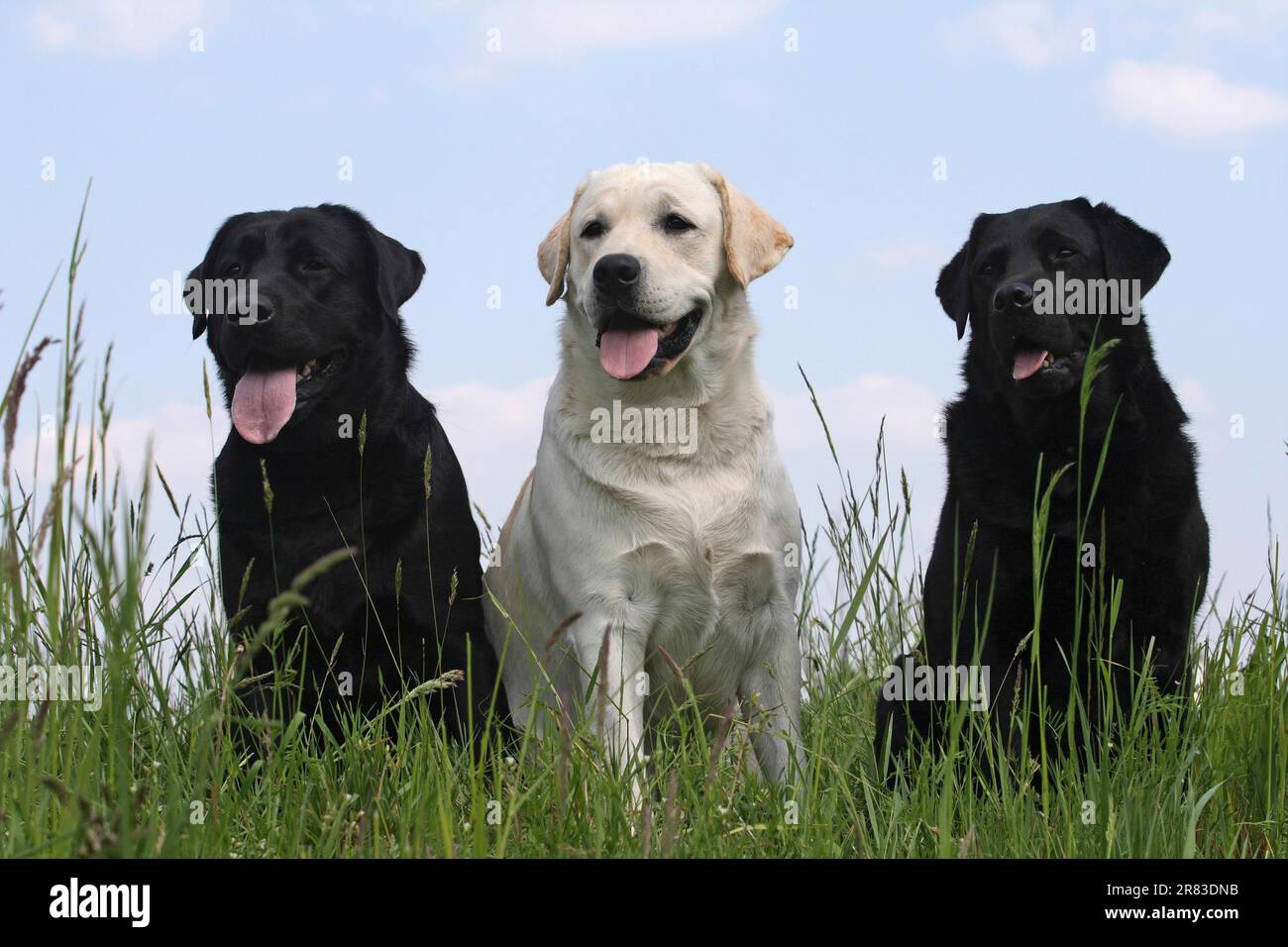 3 Labrador Retrievers sitting next to each other in the meadow Stock ...