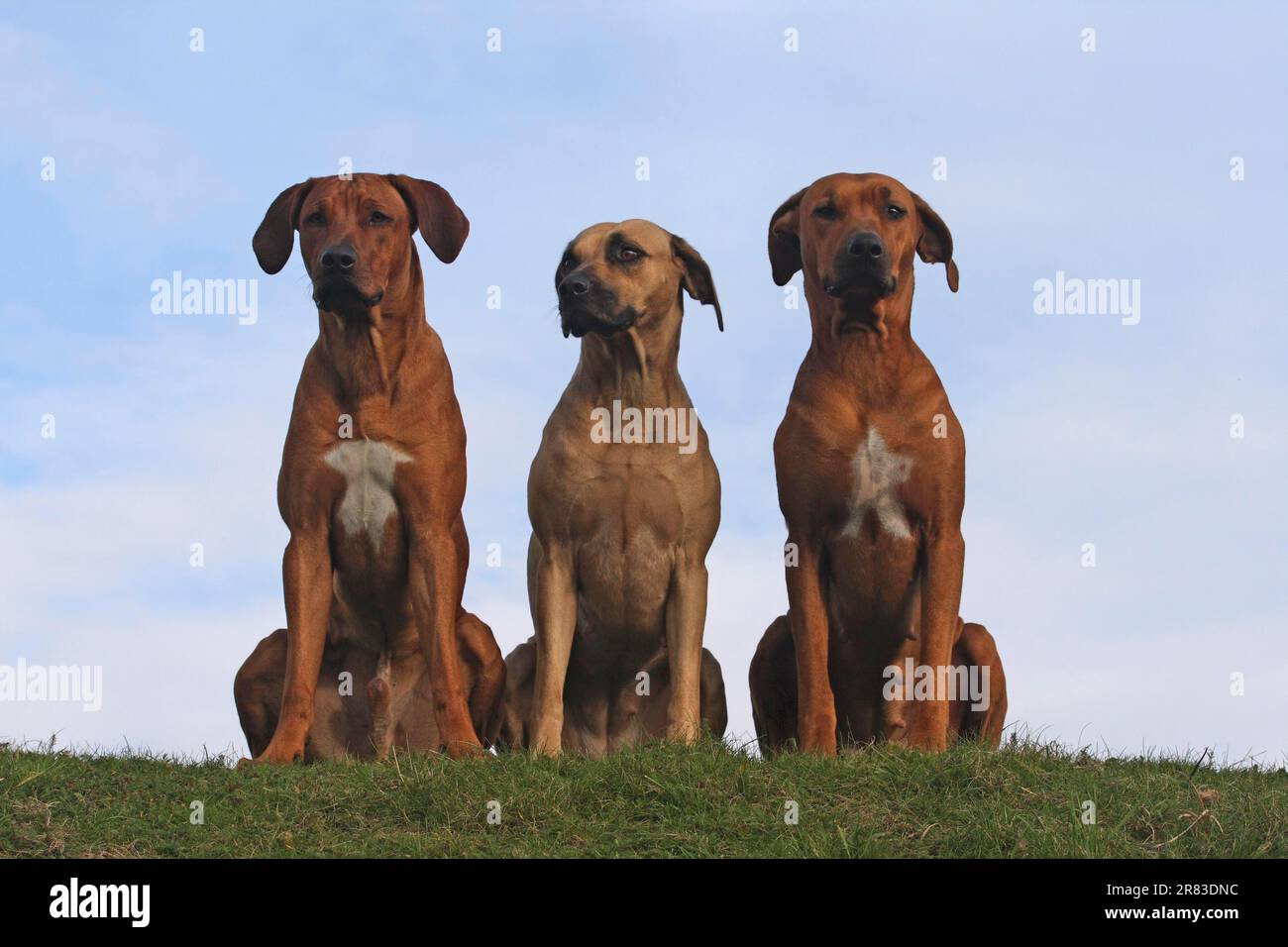 3 Rhodesian Ridgeback, on the left male 9 months, next to him 2 females ...