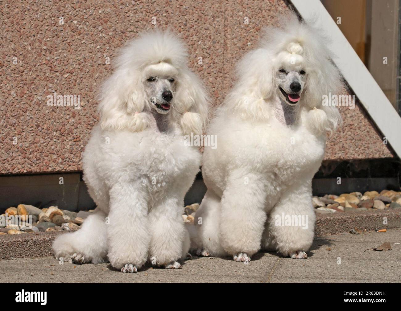 2 white small poodles sitting next to each other Stock Photo - Alamy
