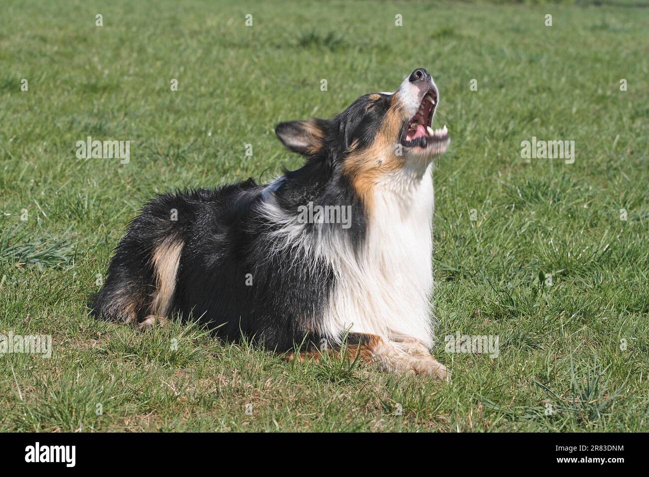 Australian Shepherd lying in the meadow and barking Stock Photo - Alamy
