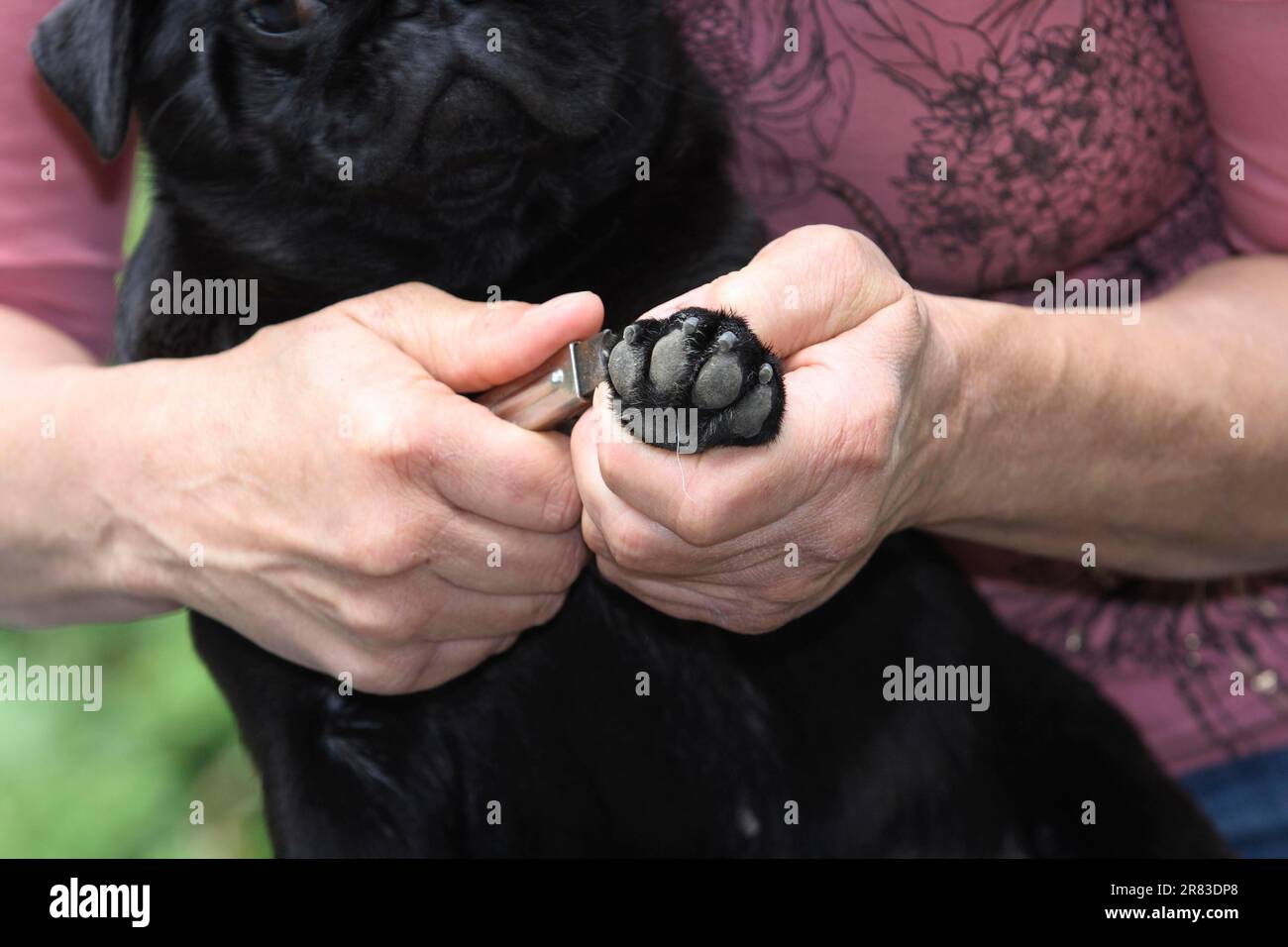 Claw trimming stand hi-res stock photography and images - Alamy