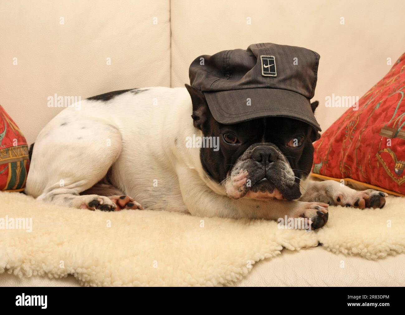 French bulldog lying on the couch in the living room Stock Photo - Alamy