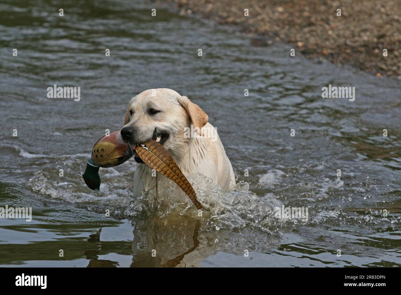 Swim animal hi-res stock photography and images - Alamy