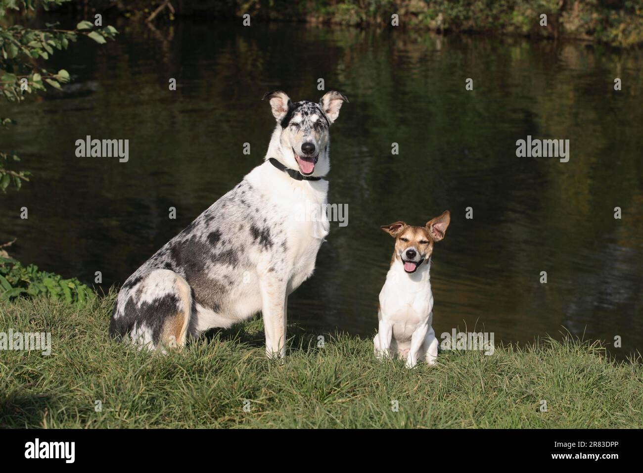 Shorthaired Collie and Jack Russell gray wolf (Canis lupus) f ...