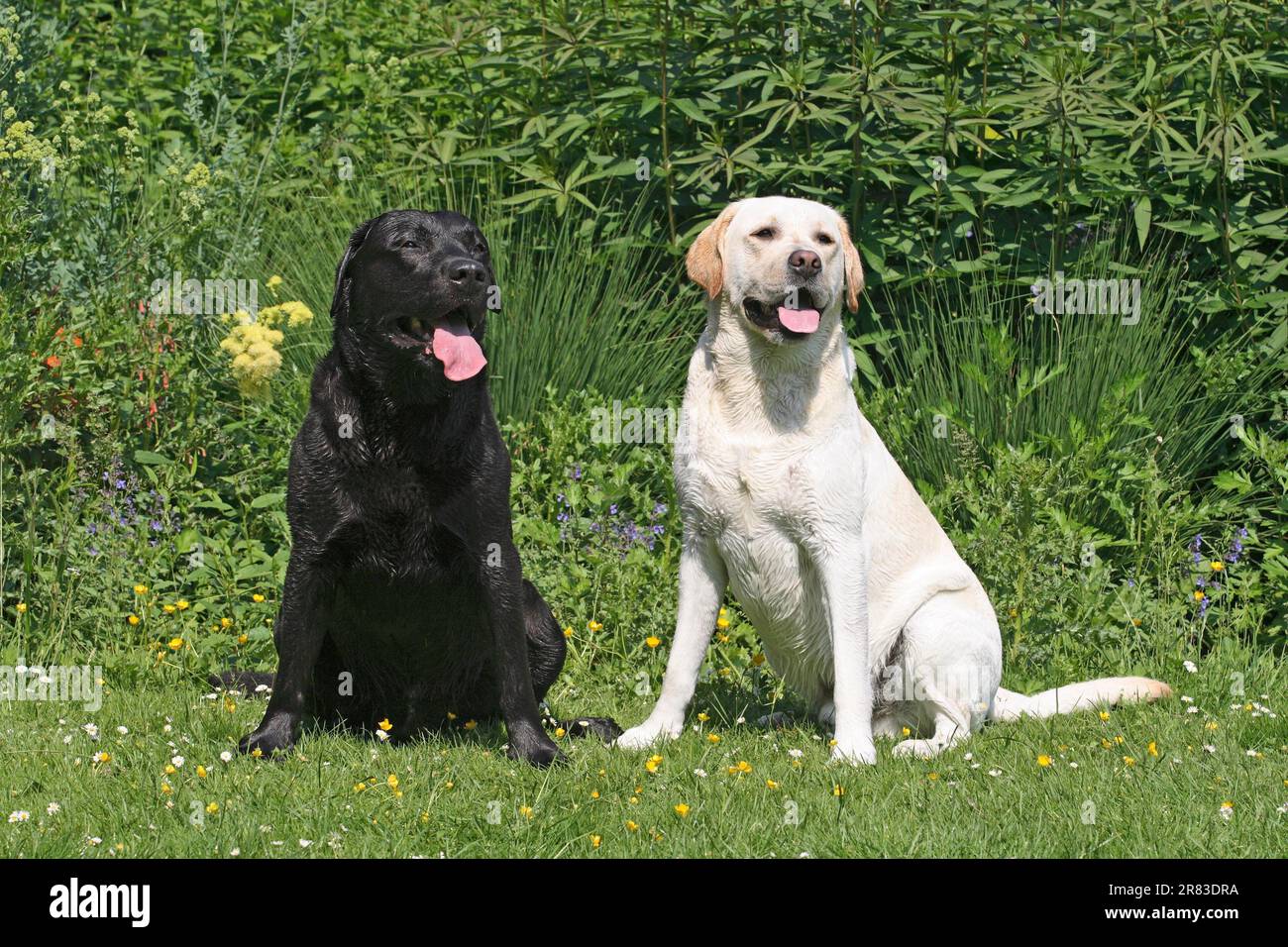 2 Labrador Retrievers sitting side by side in the meadow Stock Photo ...