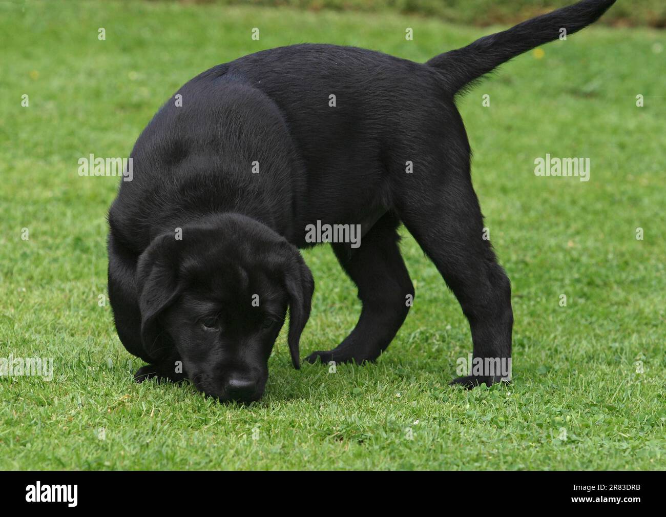 Labrador Retriever puppy, 9 weeks old on the lawn in the garden Stock ...