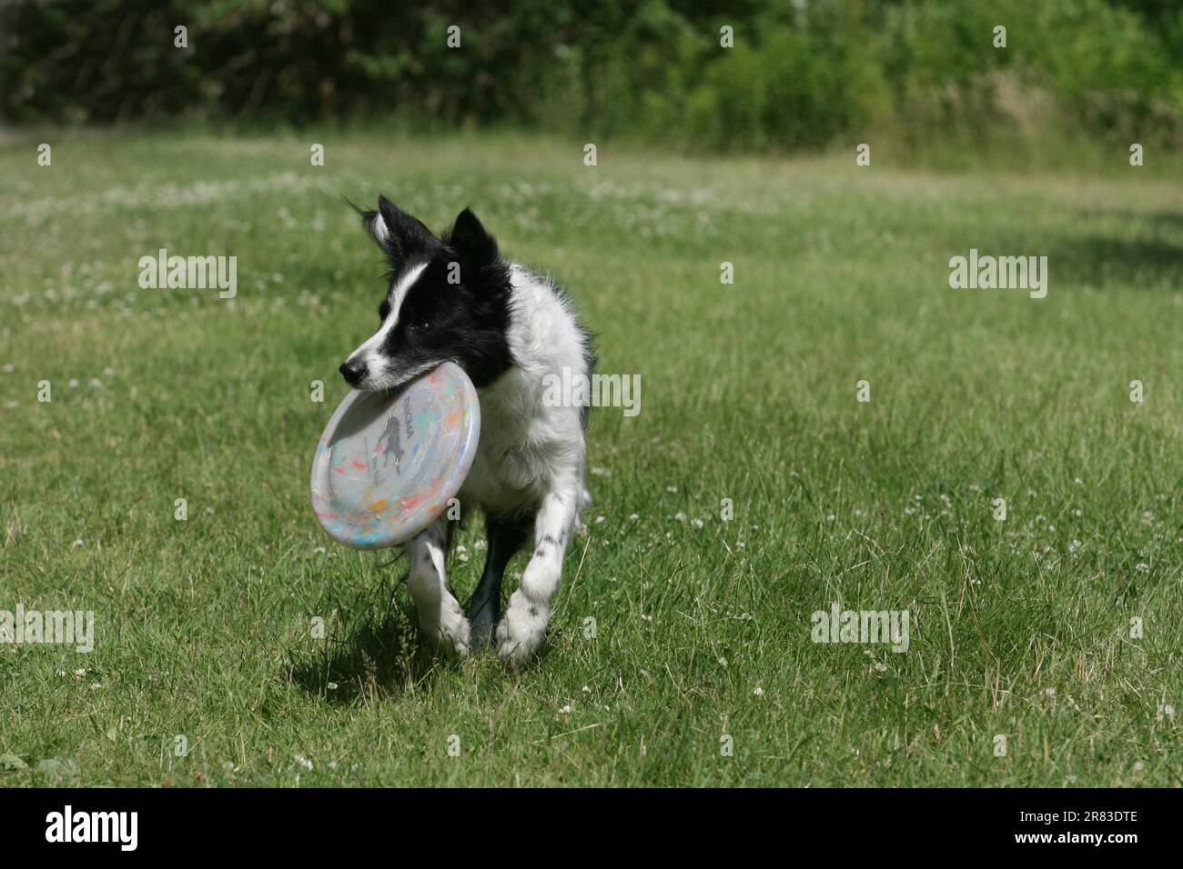 Border collie running across the meadow with a Frisbee in its mouth ...