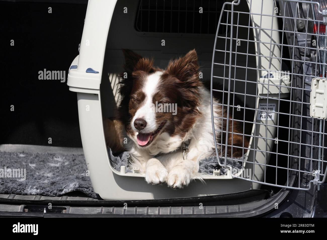 Border collie lying in a dog box in the boot of the car Stock Photo - Alamy
