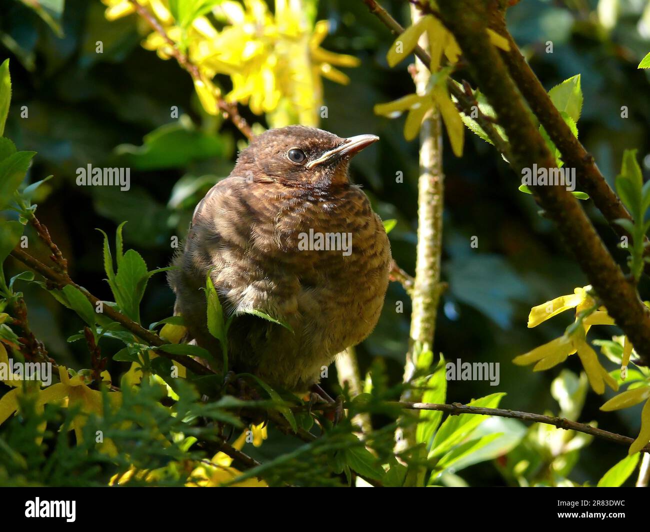 Cute blackbird hi-res stock photography and images - Alamy