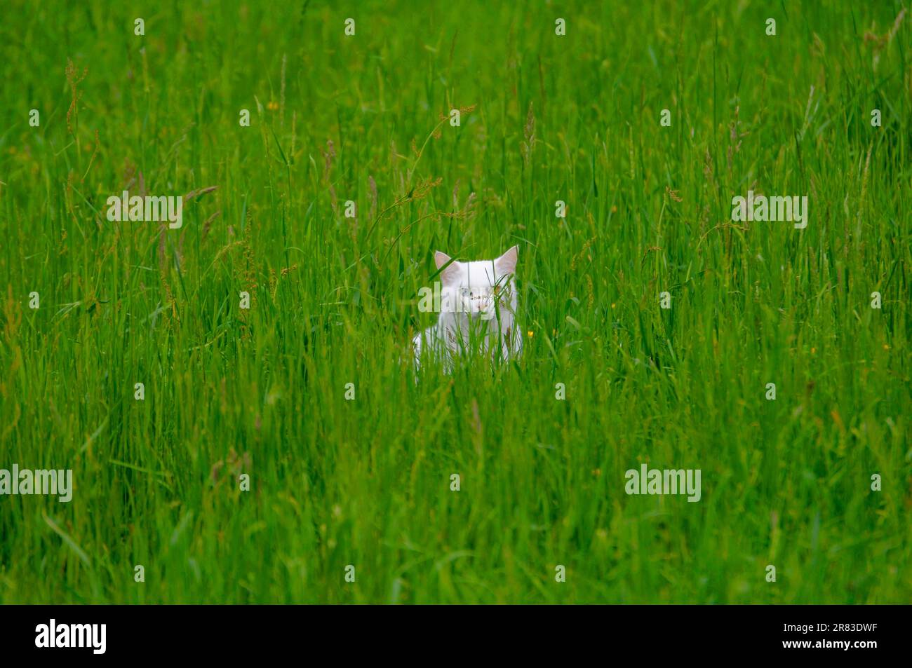 Wise house cat in the tall grass Stock Photo - Alamy