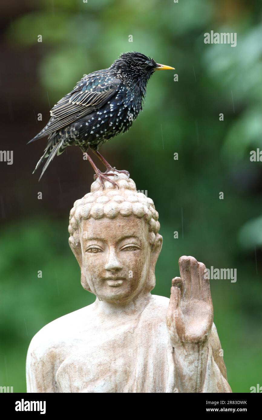 Common starling (Sturnus vulgaris) sitting on garden figure Starling ...