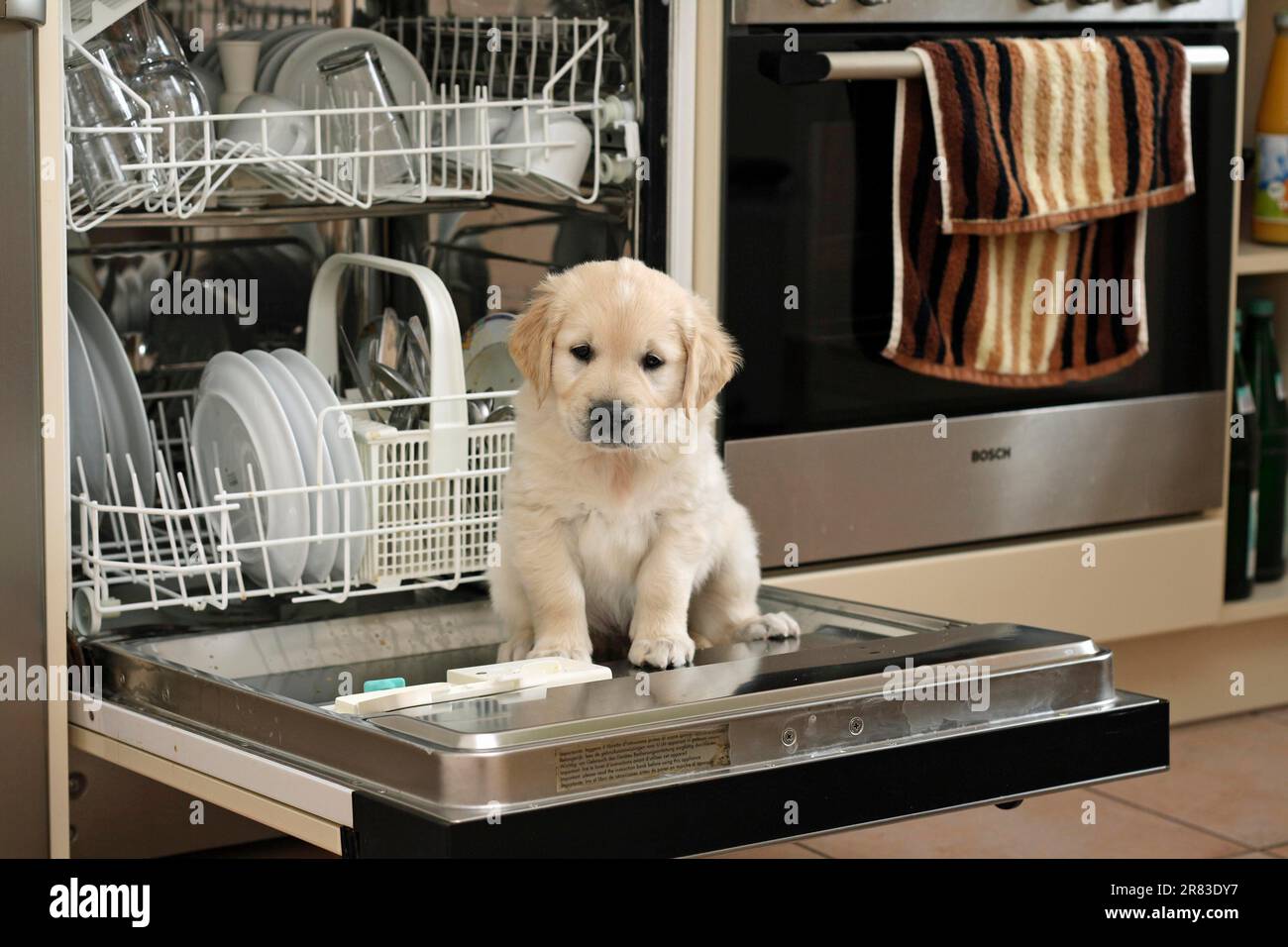Golden Retriever puppy 6 weeks old sitting on the open flap of the ...