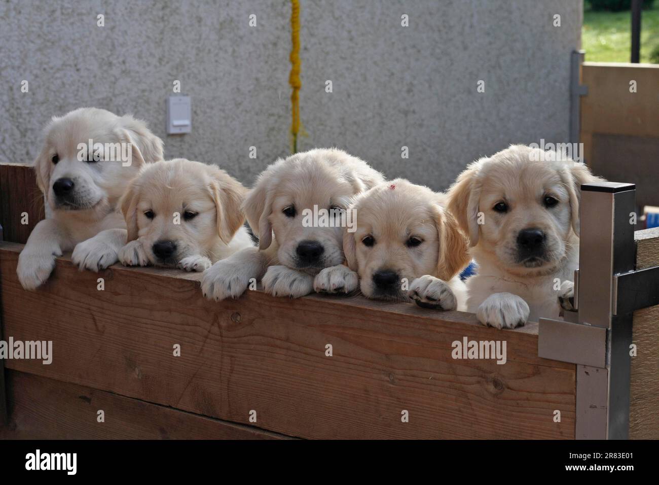 5 Golden Retriever puppies 8 weeks old looking together over wooden ...