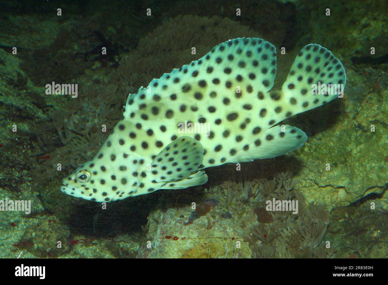 Paddlefish hi-res stock photography and images - Alamy